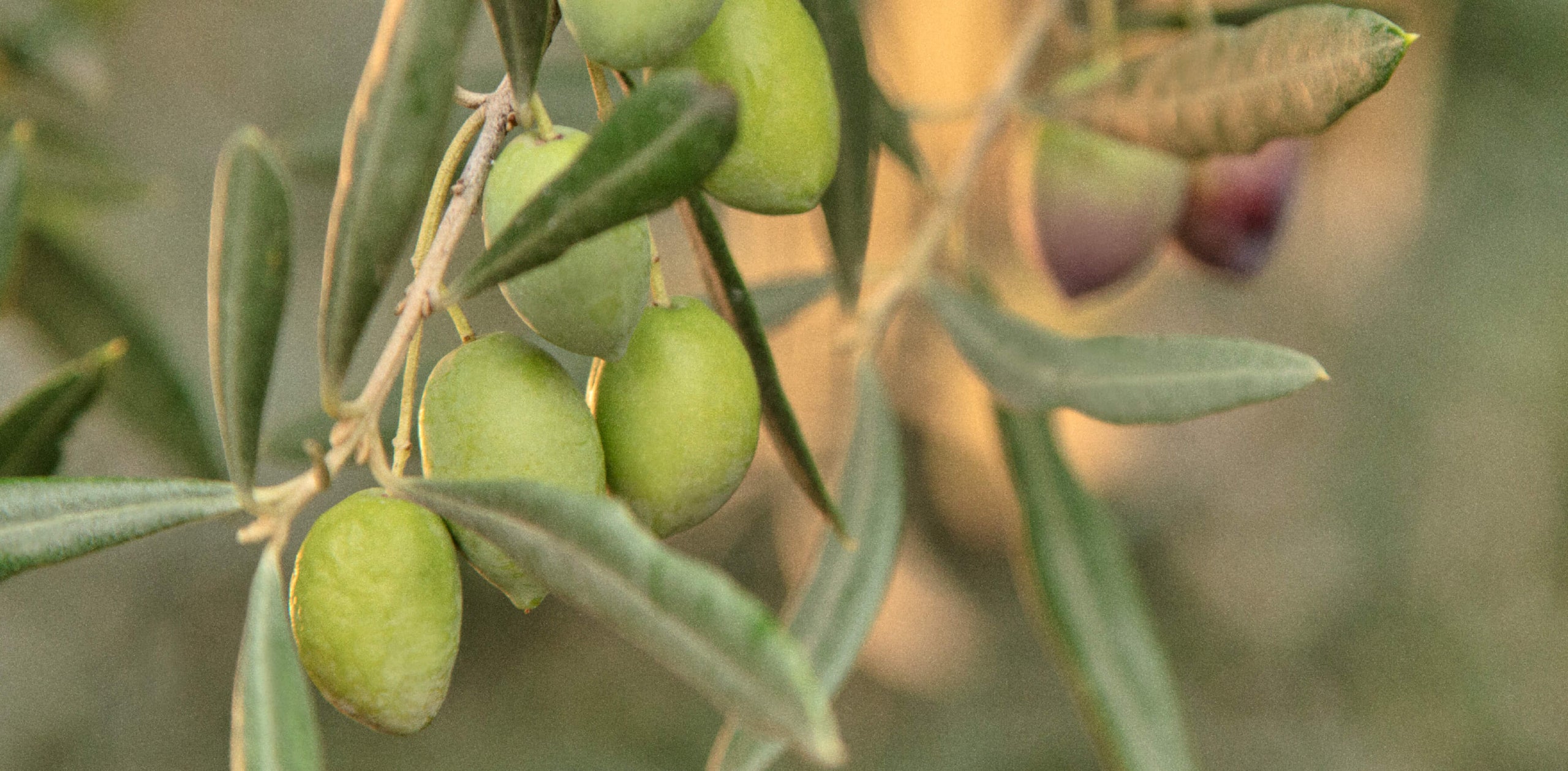 GRAZA | High Quality Olive Oil